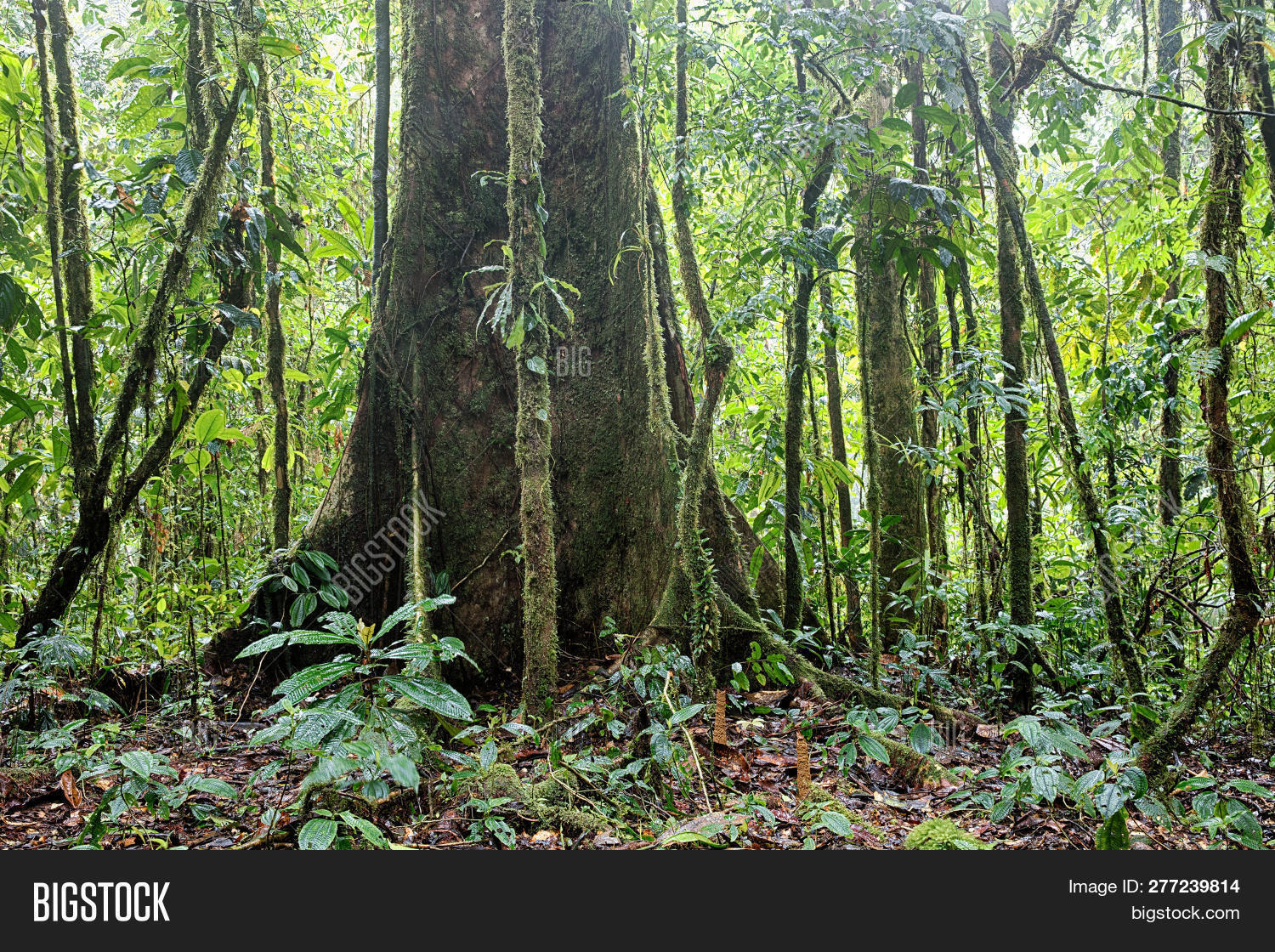 Giant Rain Forest Tree Image & Photo (Free Trial) | Bigstock