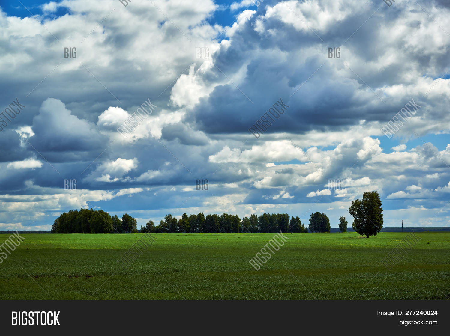 Several Trees On Field Image & Photo (Free Trial) | Bigstock