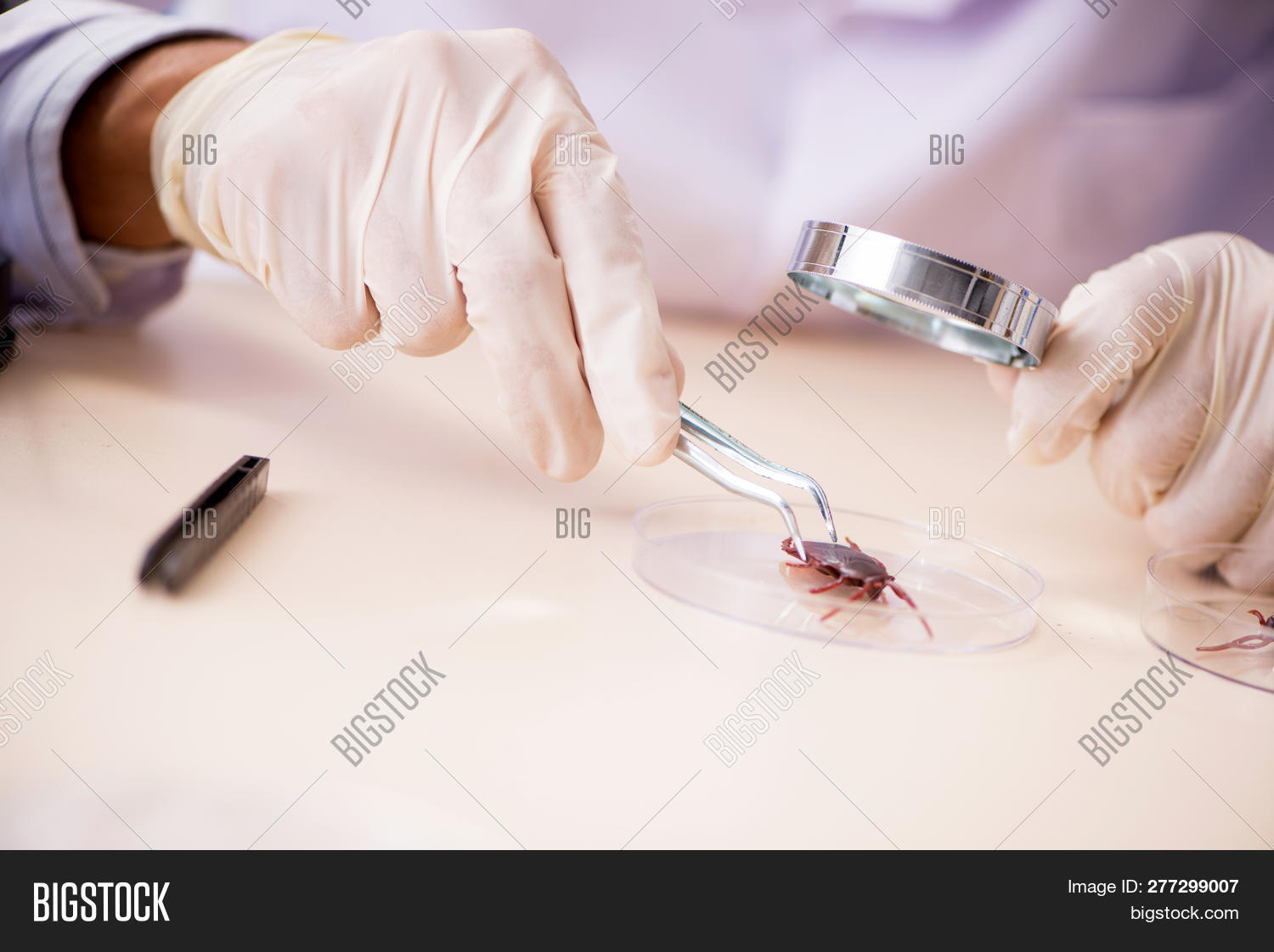 Male Entomologist Image & Photo (Free Trial) | Bigstock
