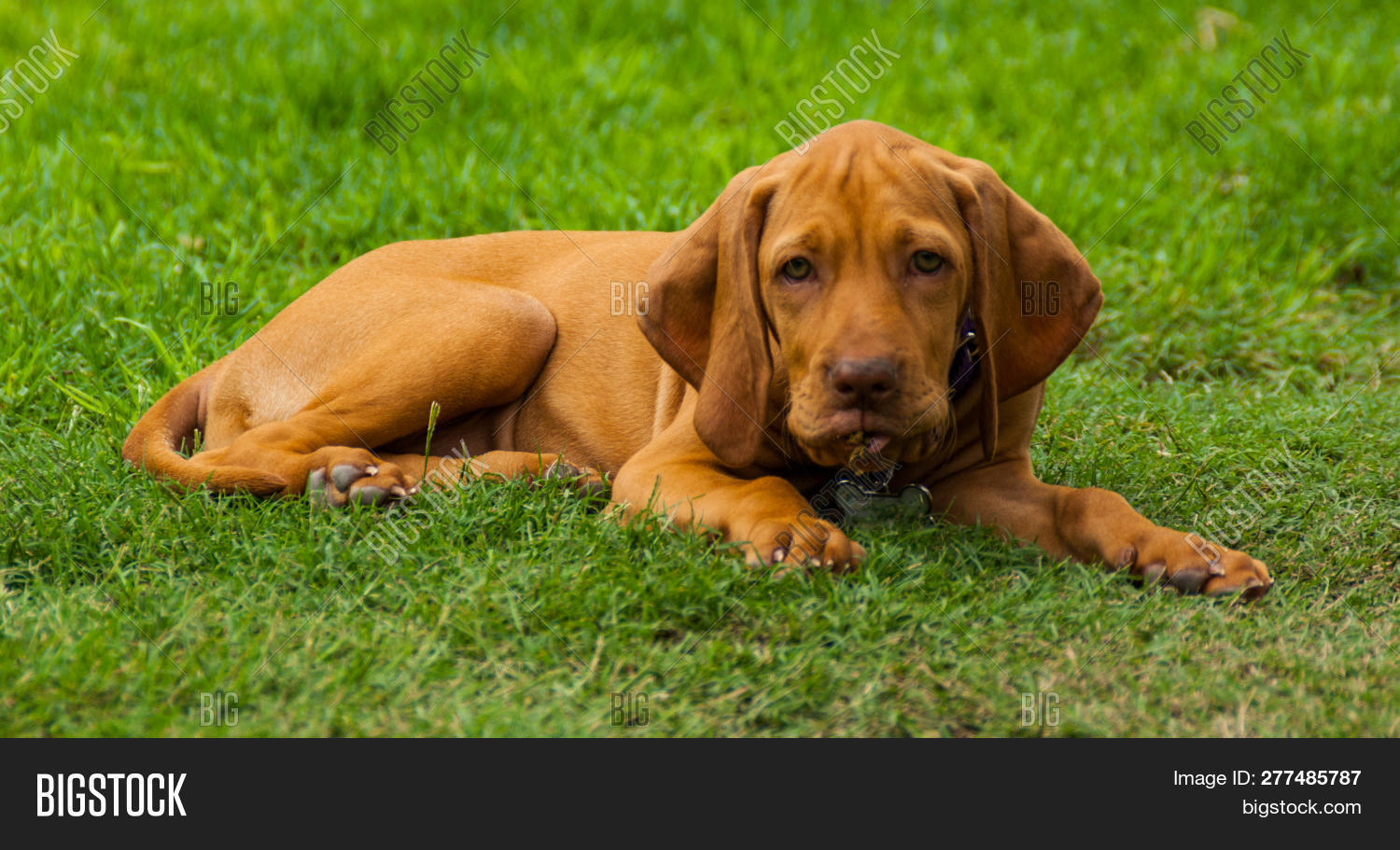 Brown Vizsla Puppy Image & Photo (Free Trial) | Bigstock