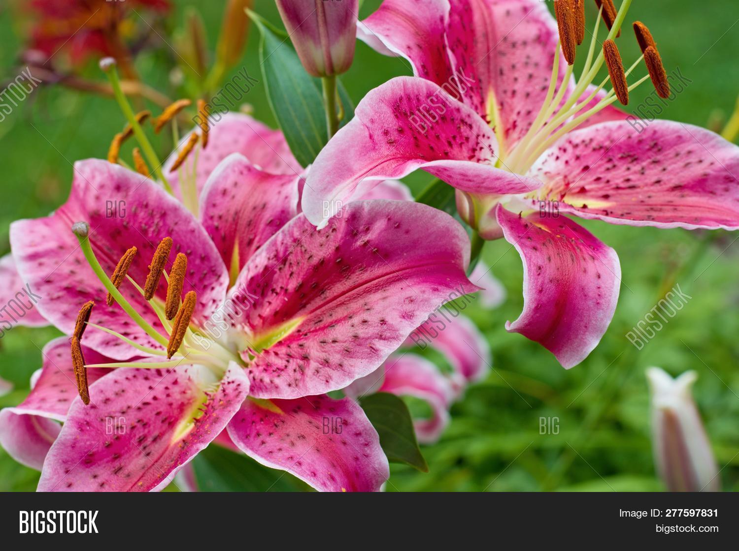 Pink Lily Garden, Image & Photo (Free Trial) | Bigstock
