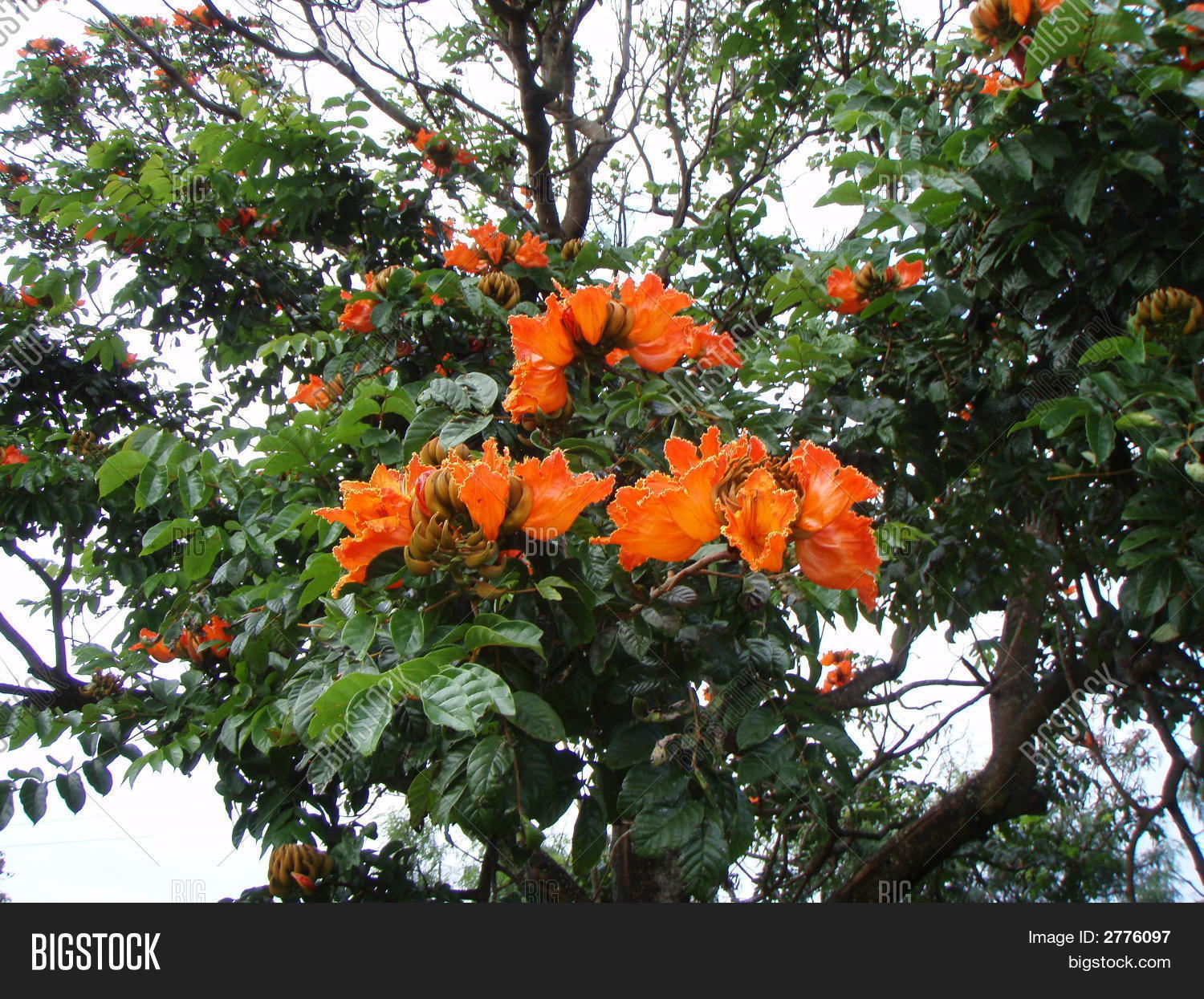 Orange Tulip Tree Image & Photo (Free Trial) | Bigstock