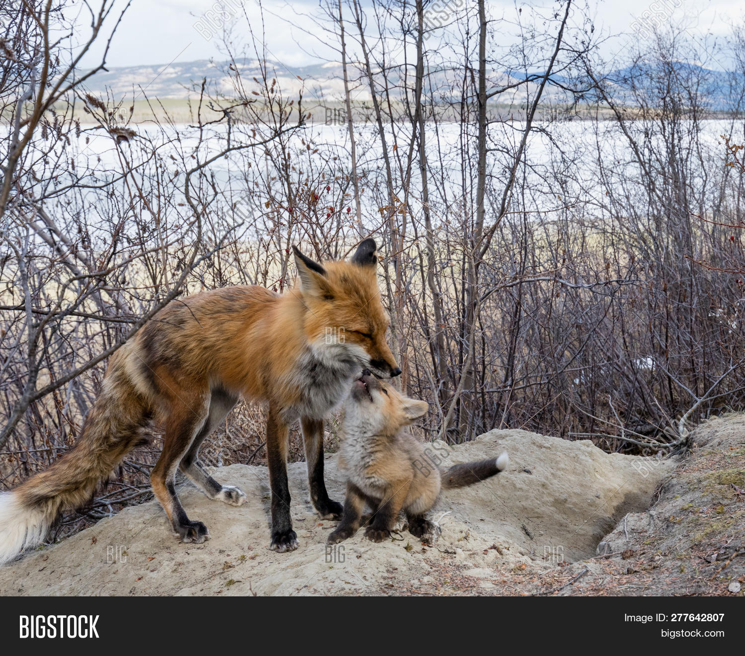 Male Red Fox Nuzzling Image & Photo (Free Trial) | Bigstock