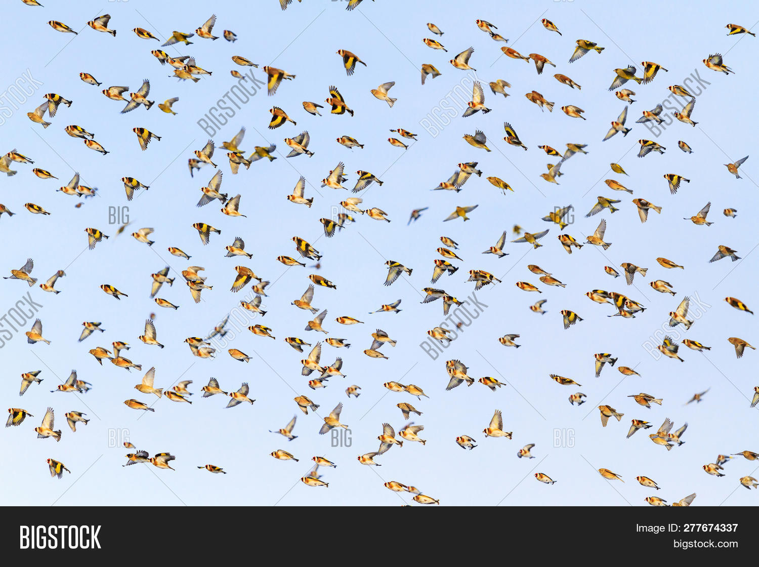 Many Beautiful Birds Image & Photo (Free Trial) | Bigstock