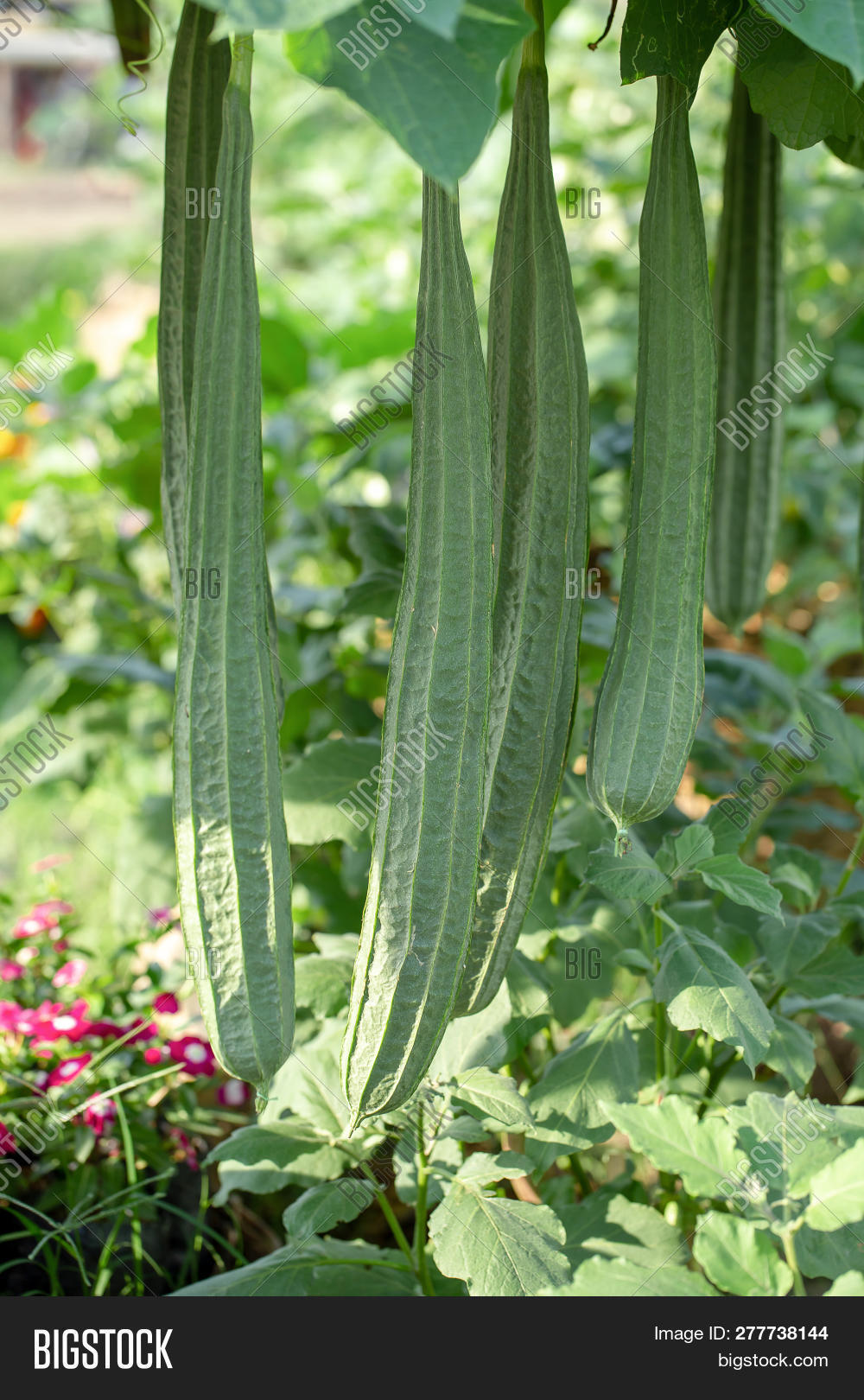Luffa Gourd Plant Image & Photo (Free Trial) | Bigstock