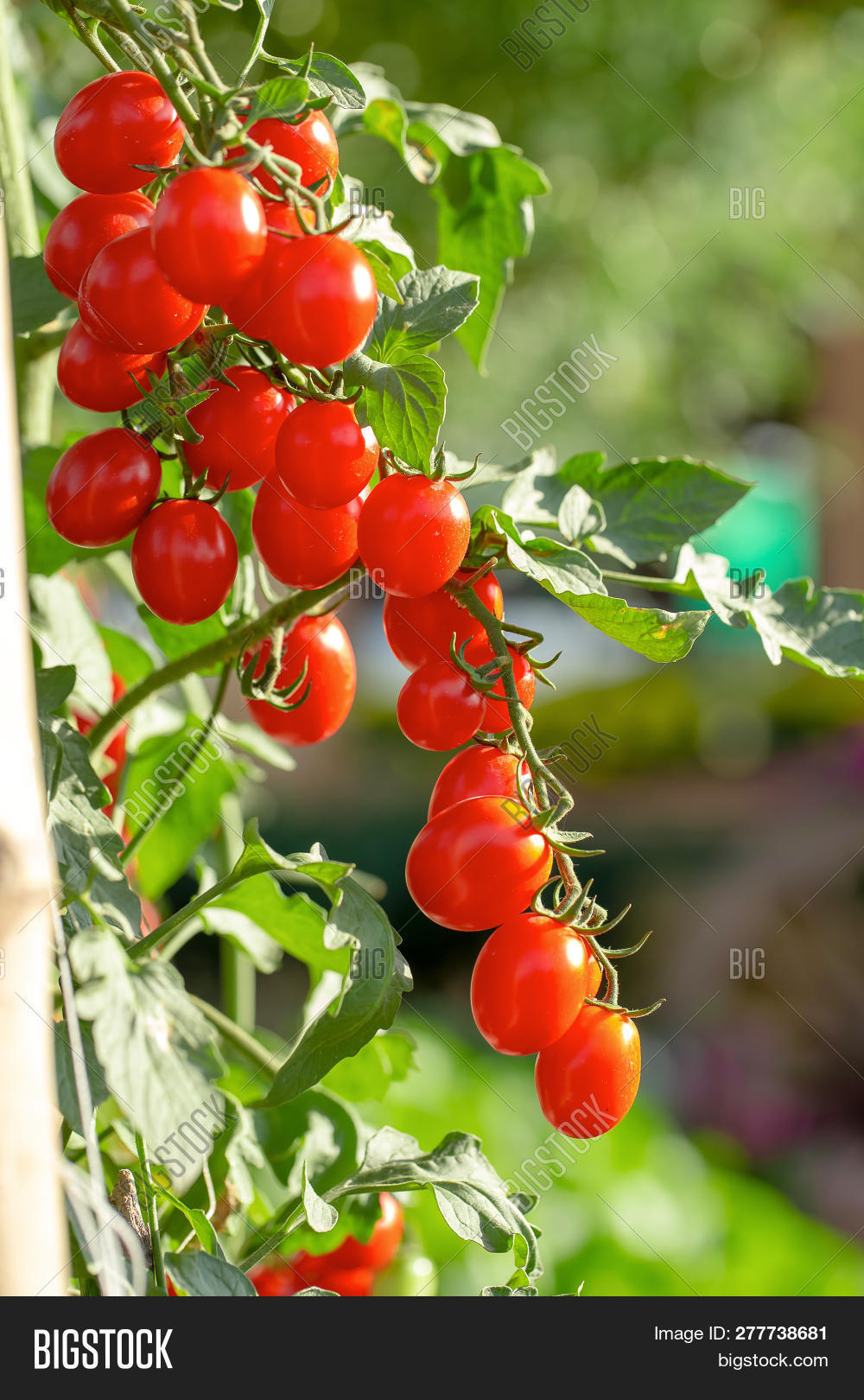 Ripe Red Tomatoes Image & Photo (Free Trial) | Bigstock