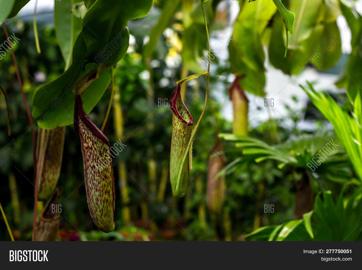 Predatory Plant Image & Photo (Free Trial) | Bigstock