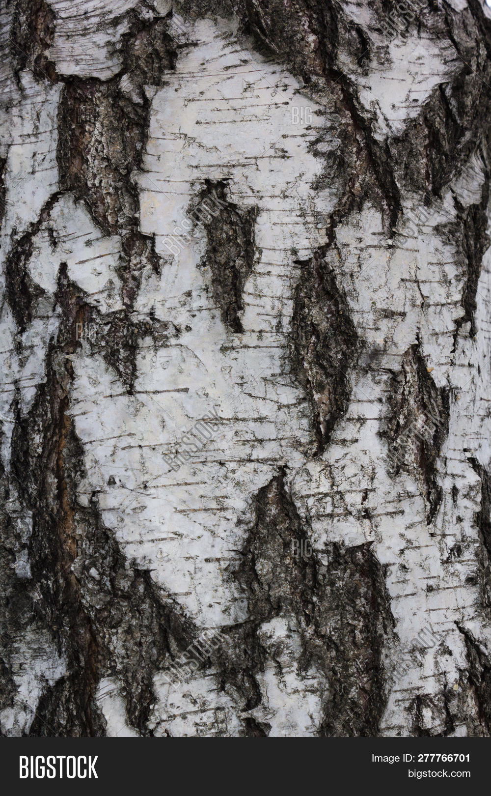 Birch Bark Texture Seamless