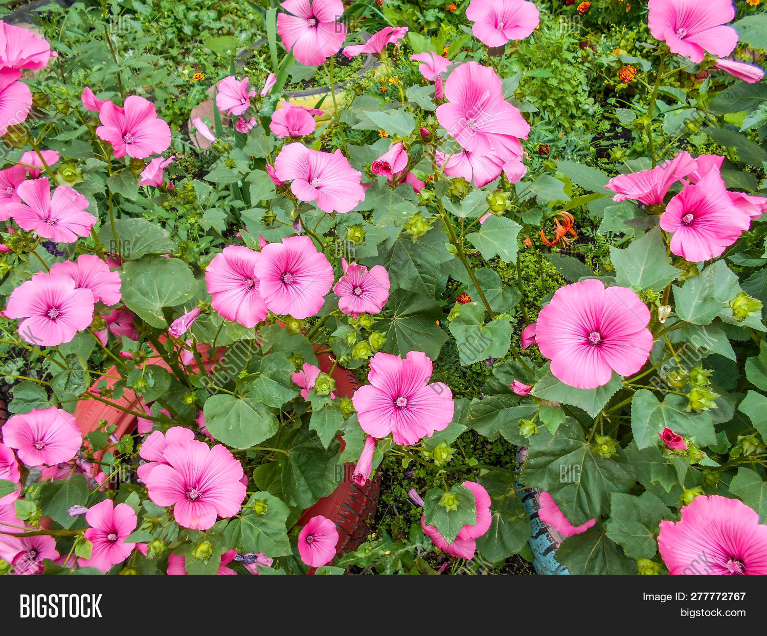 Lavatera. Lavatera Image & Photo (Free Trial) | Bigstock