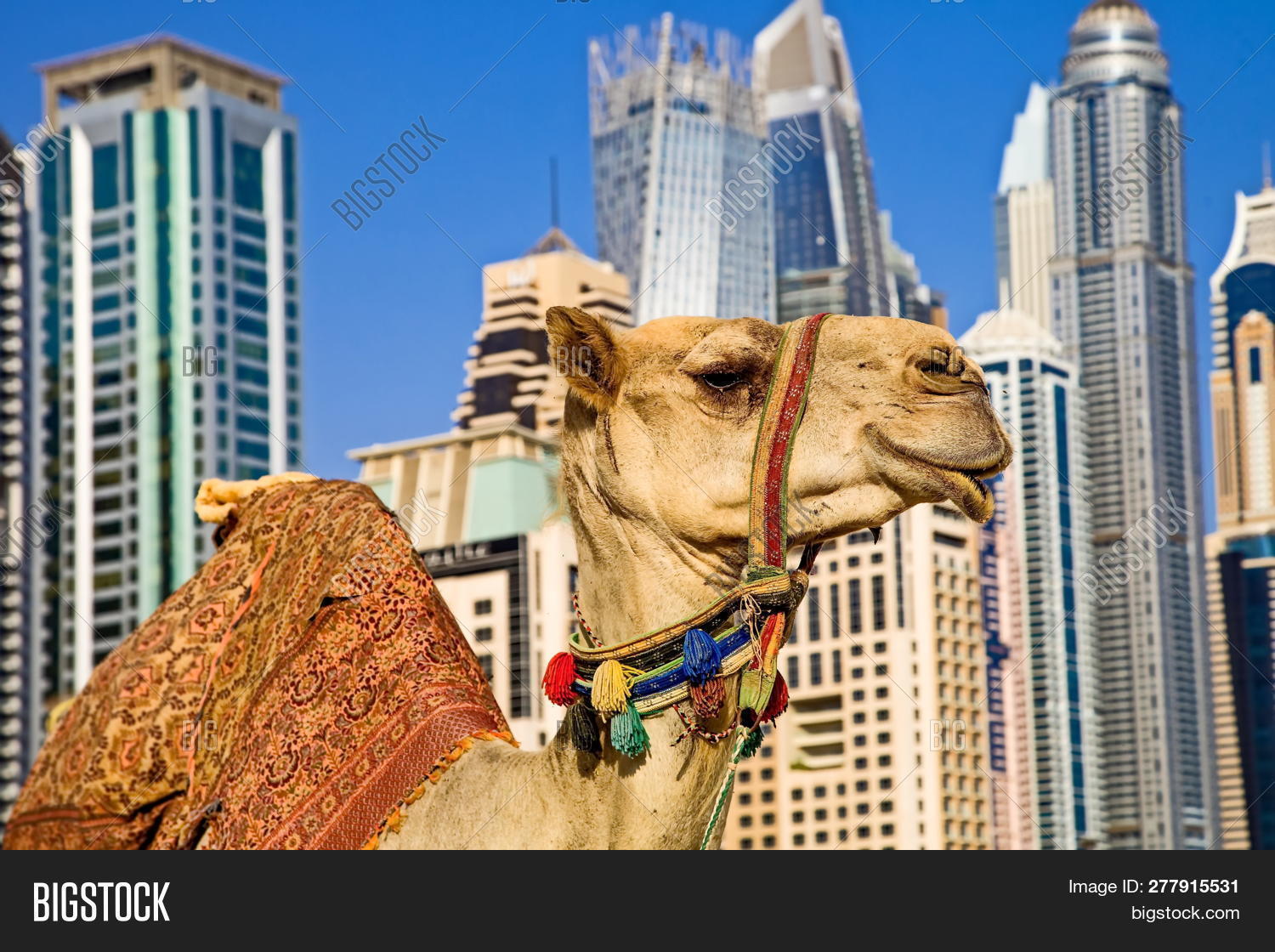 Camel ("ship Desert") Image & Photo (Free Trial) | Bigstock