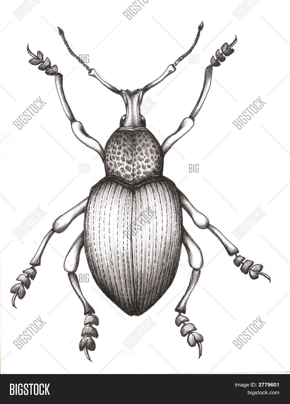 Boll Weevil Beetle Image & Photo (Free Trial) | Bigstock