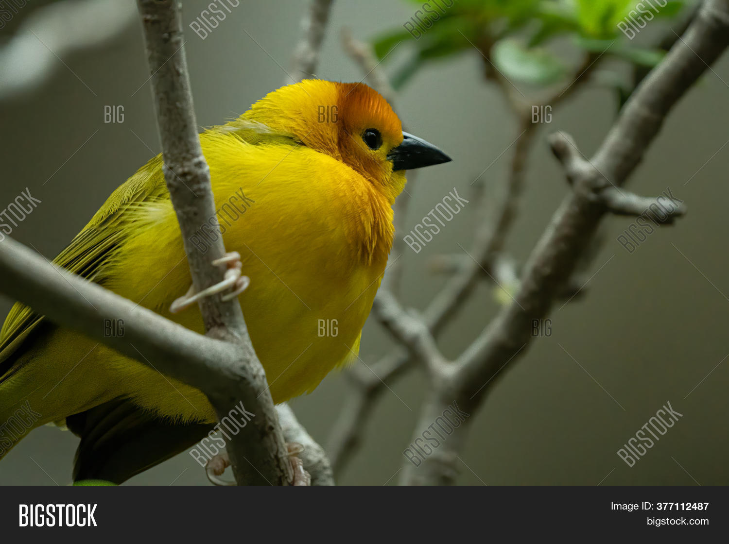 Golden Weaver Perched Image & Photo (Free Trial) | Bigstock