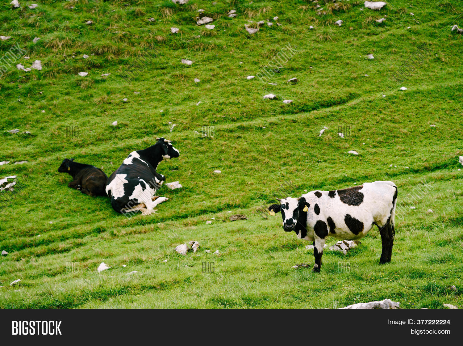 Black--white Cow Lies Image & Photo (Free Trial) | Bigstock