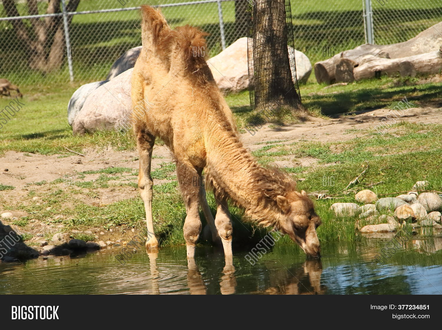 Young Bactrian Camel Image & Photo (Free Trial) | Bigstock