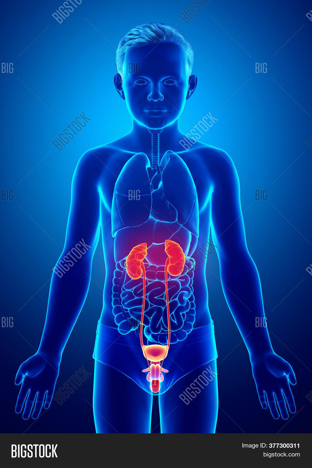 3d Rendered, Medically Image & Photo (Free Trial) | Bigstock