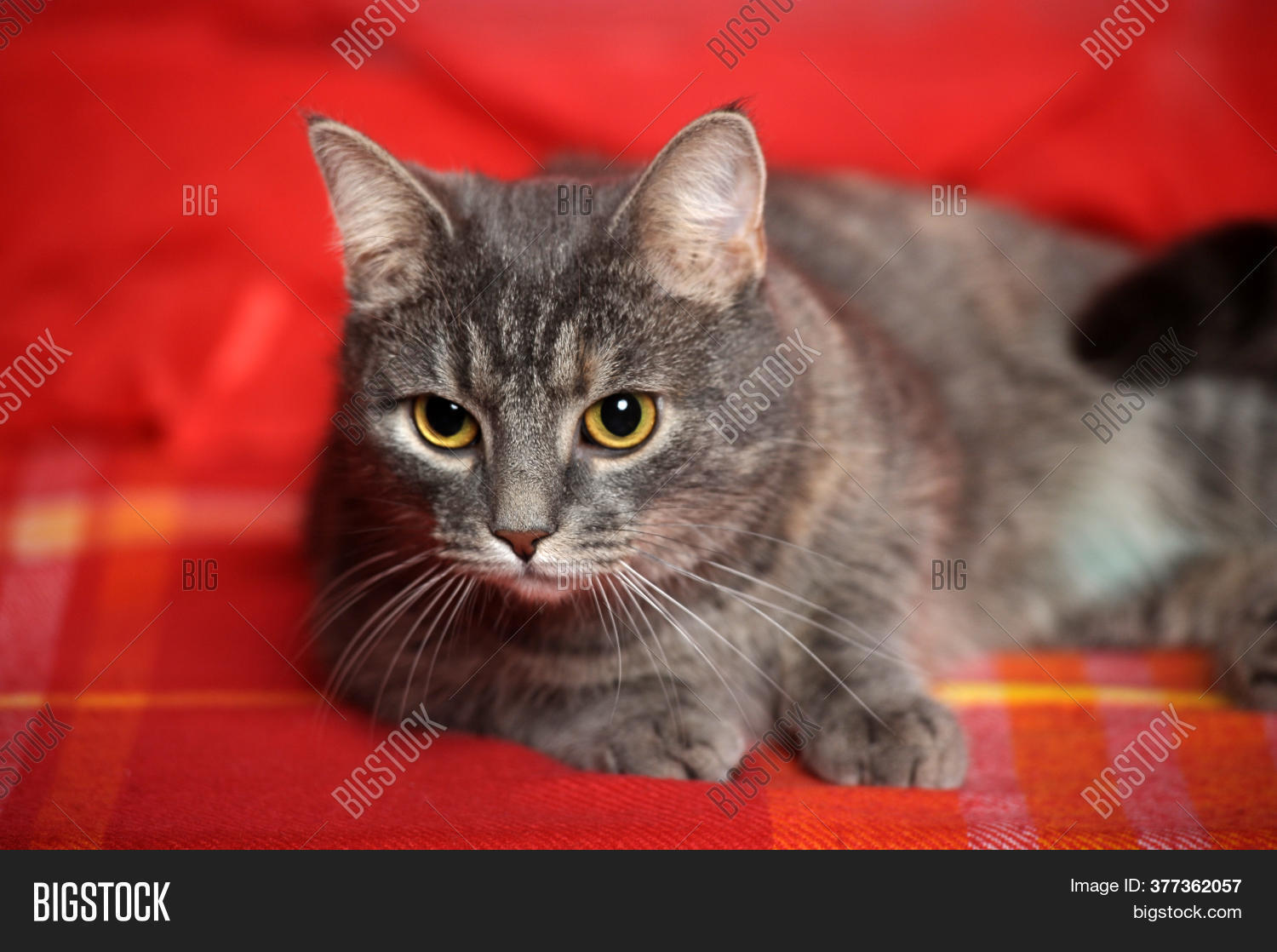 Gray Sleek Cat On Image & Photo (Free Trial) | Bigstock
