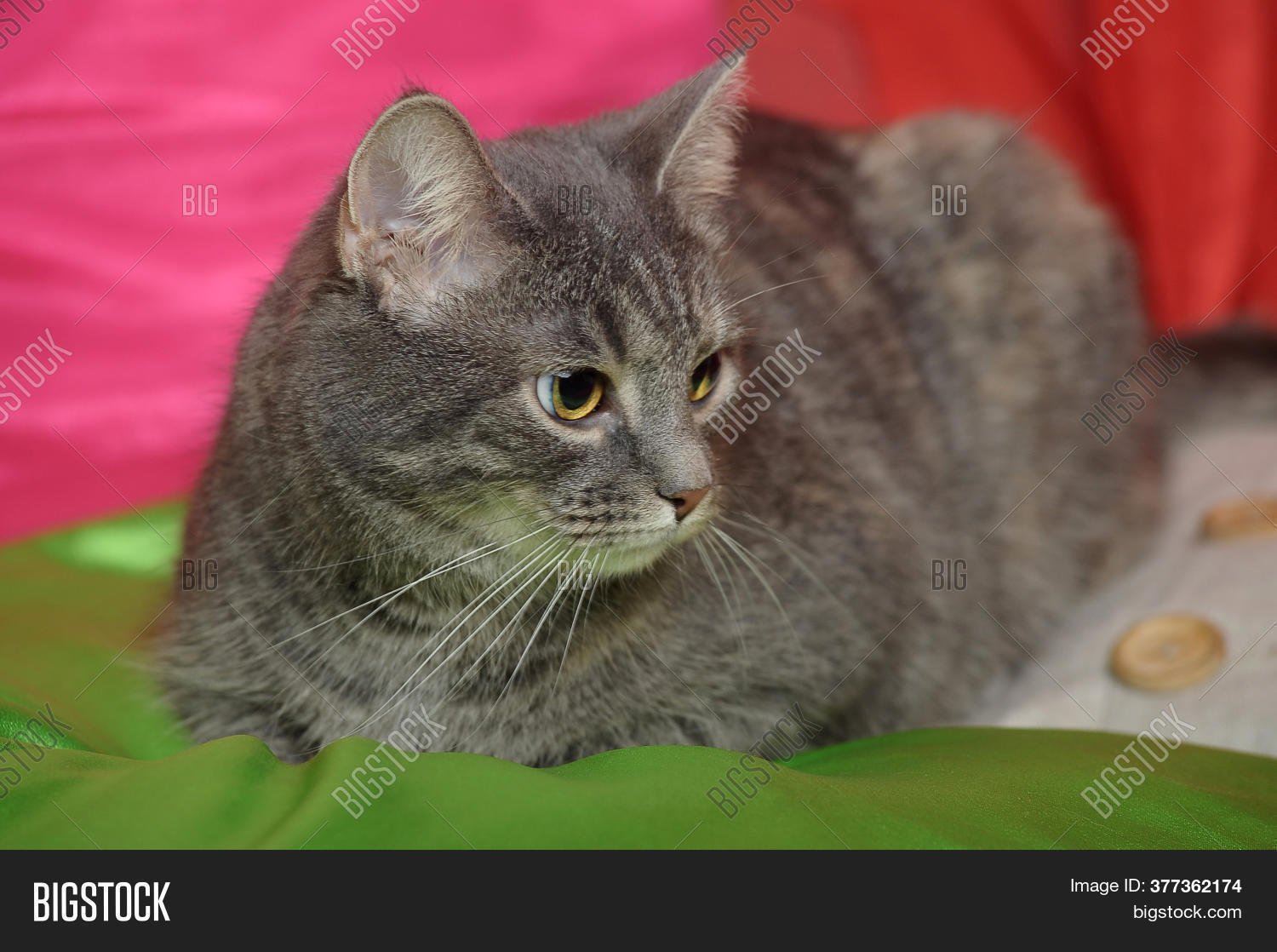 Gray Sleek Cat On Image & Photo (Free Trial) | Bigstock