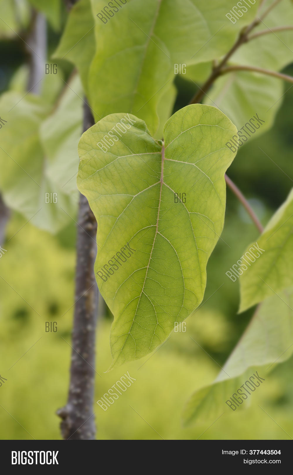 Princess Tree Leaves Image & Photo (Free Trial) | Bigstock