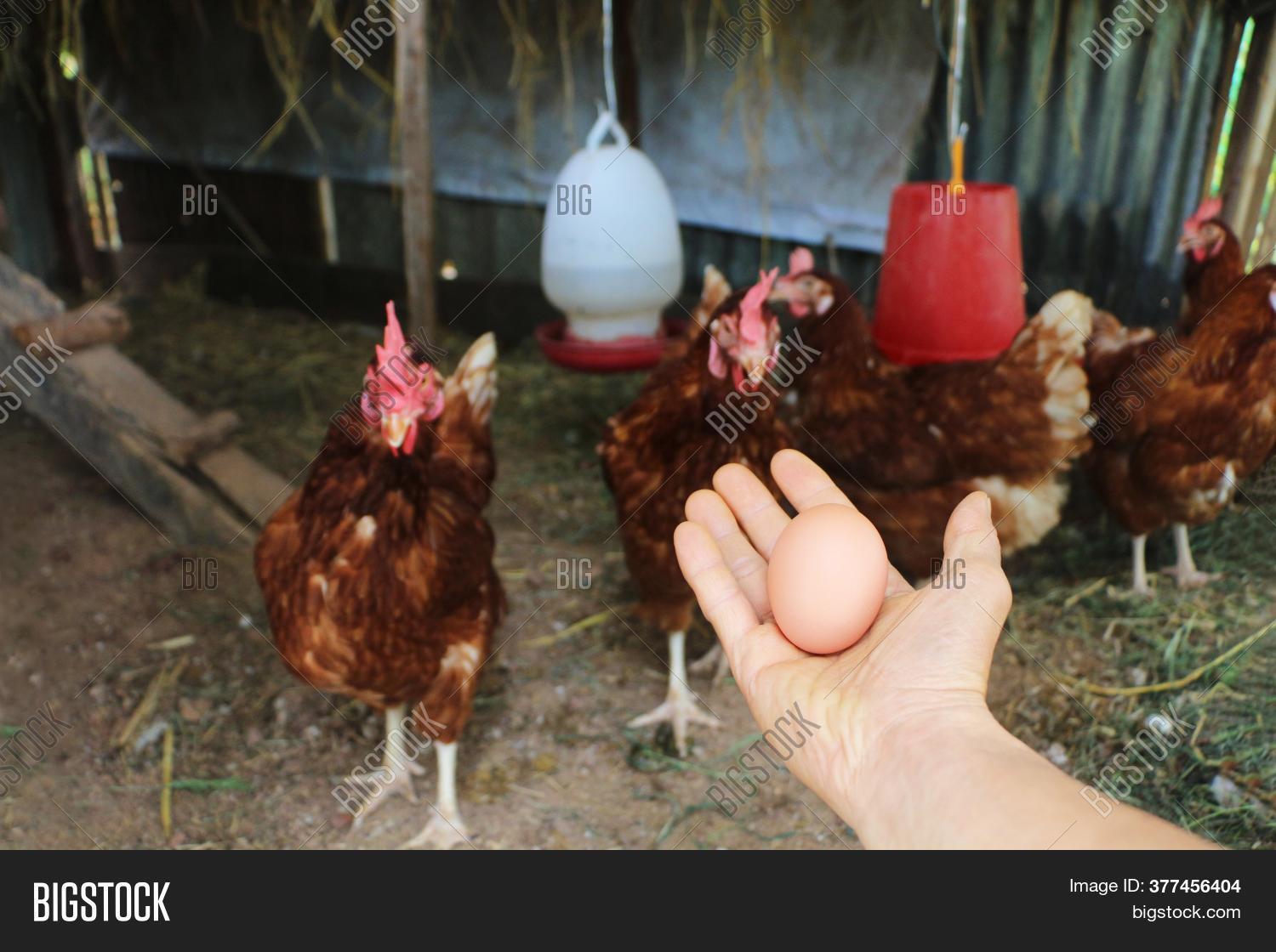 Egg Hands People. Hens Image & Photo (Free Trial) | Bigstock