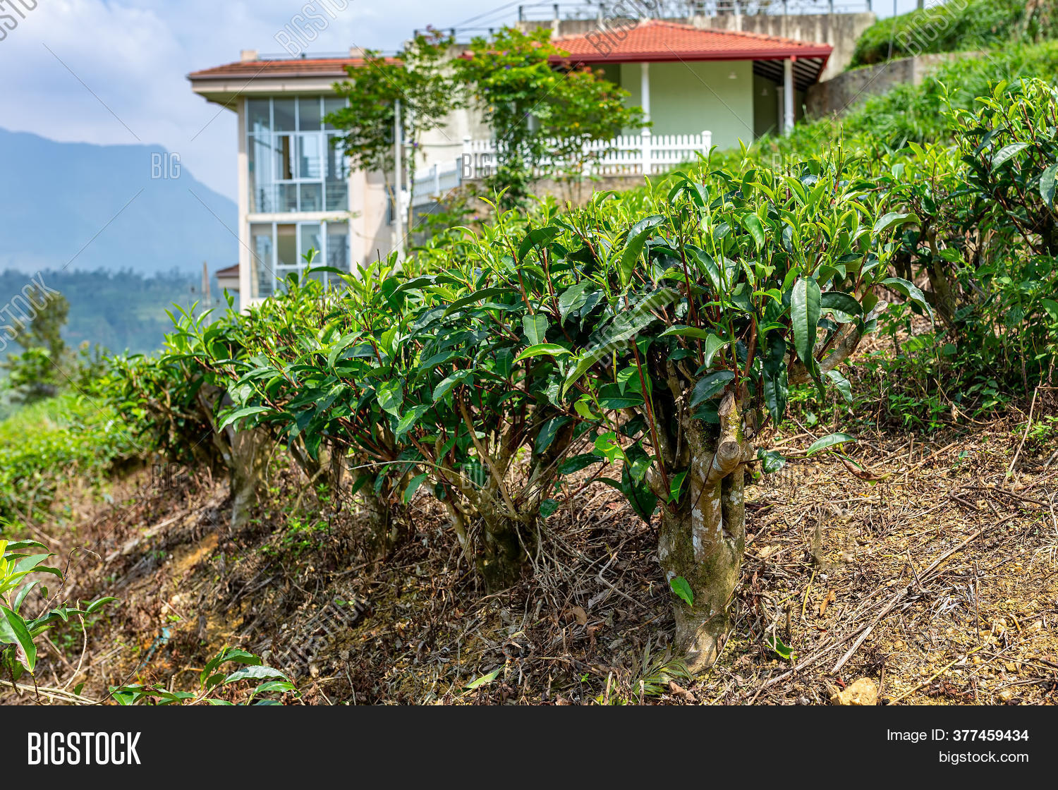 Tea Bushes, Tea Tree Image & Photo (Free Trial) | Bigstock