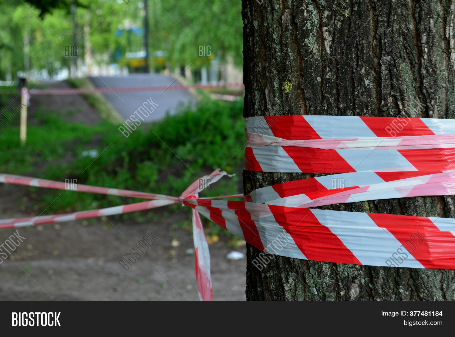 Park Tree Wrapped Image & Photo (Free Trial) | Bigstock