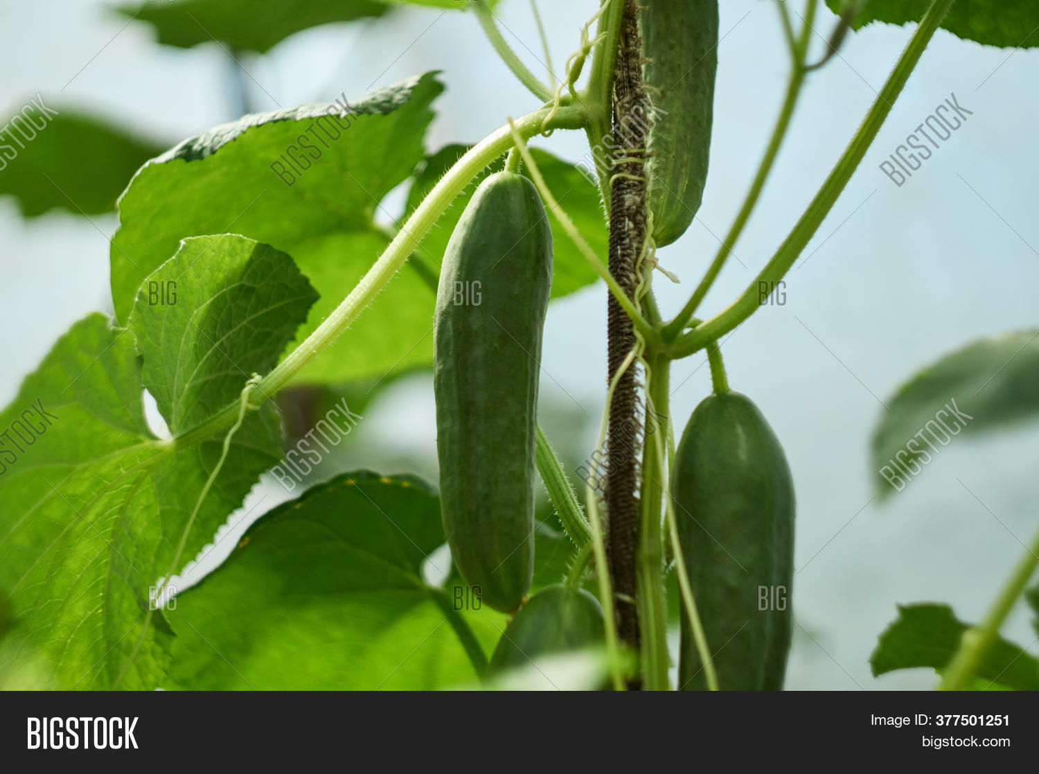 Cucumber Harvest Small Image & Photo (Free Trial) | Bigstock