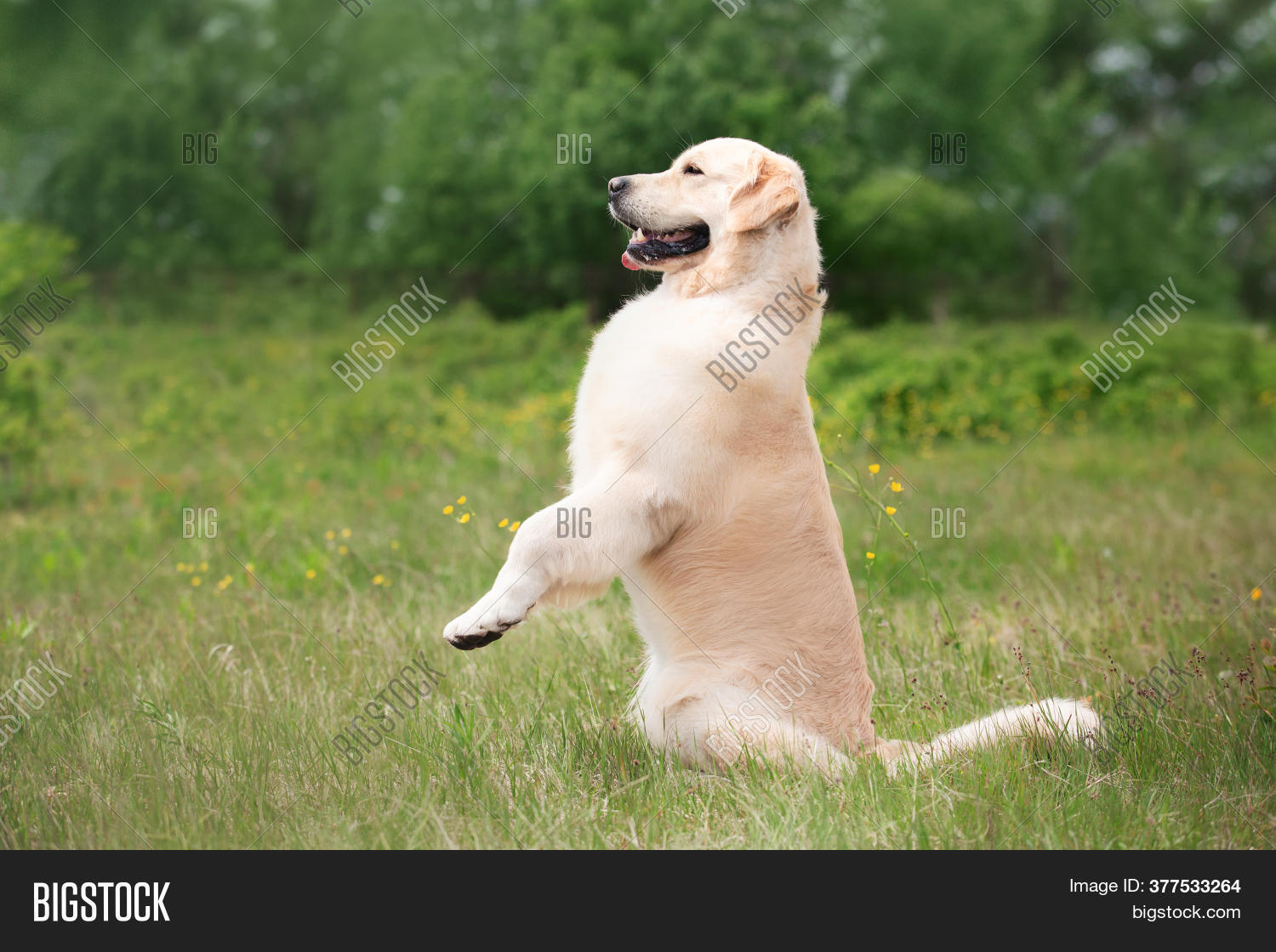 Golden Retriever Standing On Hind Legs