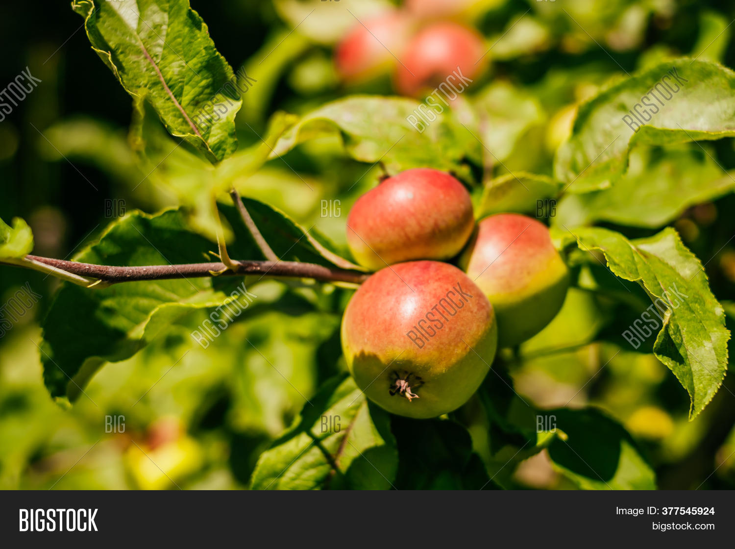 Small Red Apples Image & Photo (Free Trial) | Bigstock