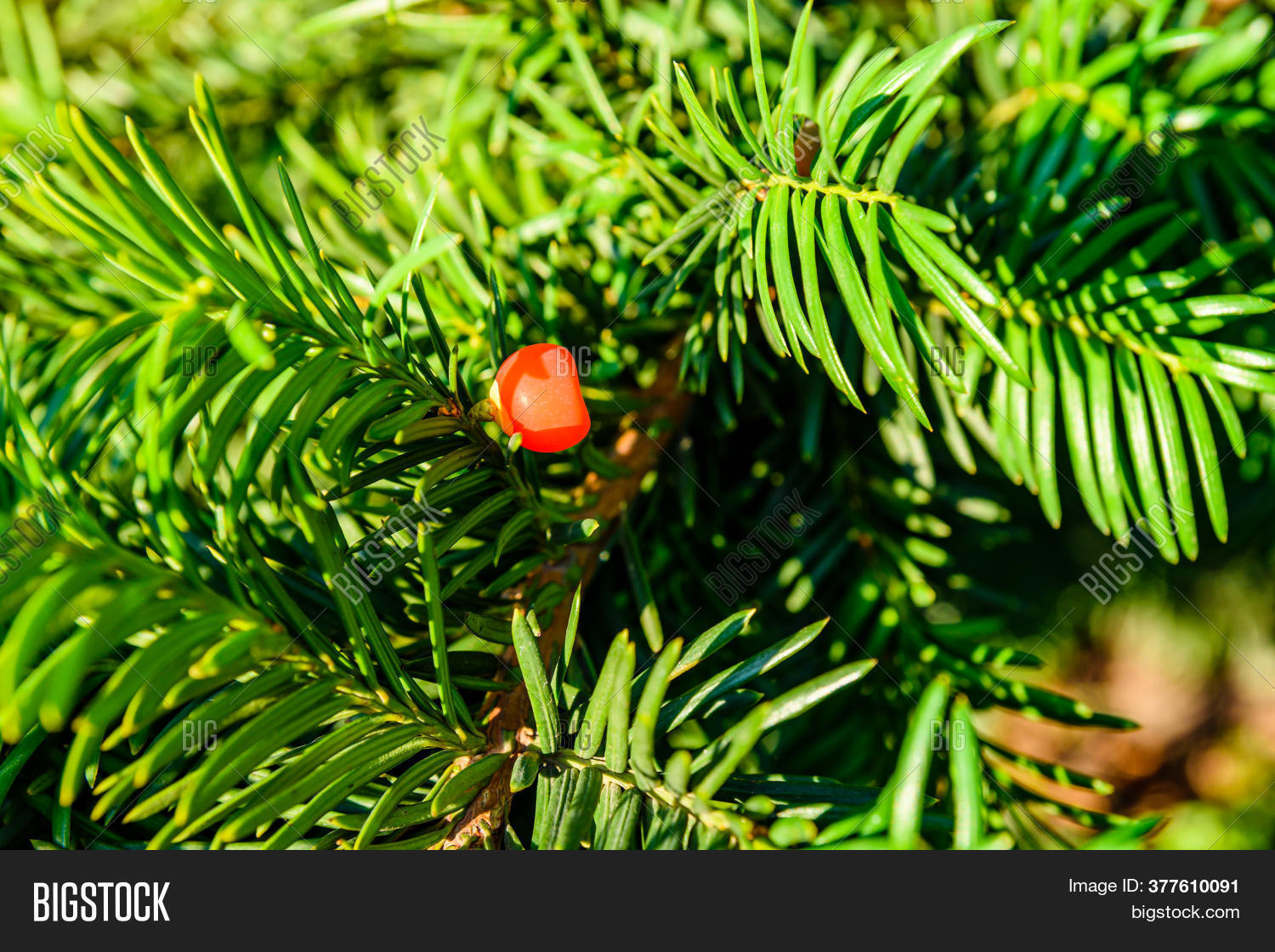 Yew Tree (taxus Image & Photo (Free Trial) | Bigstock
