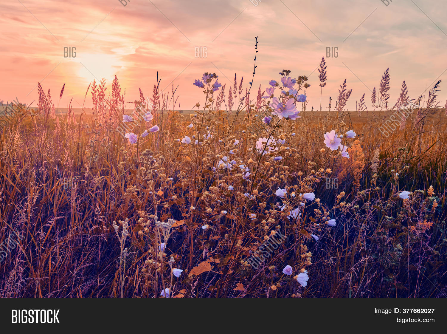 Sunrise Field. Image & Photo (Free Trial) | Bigstock
