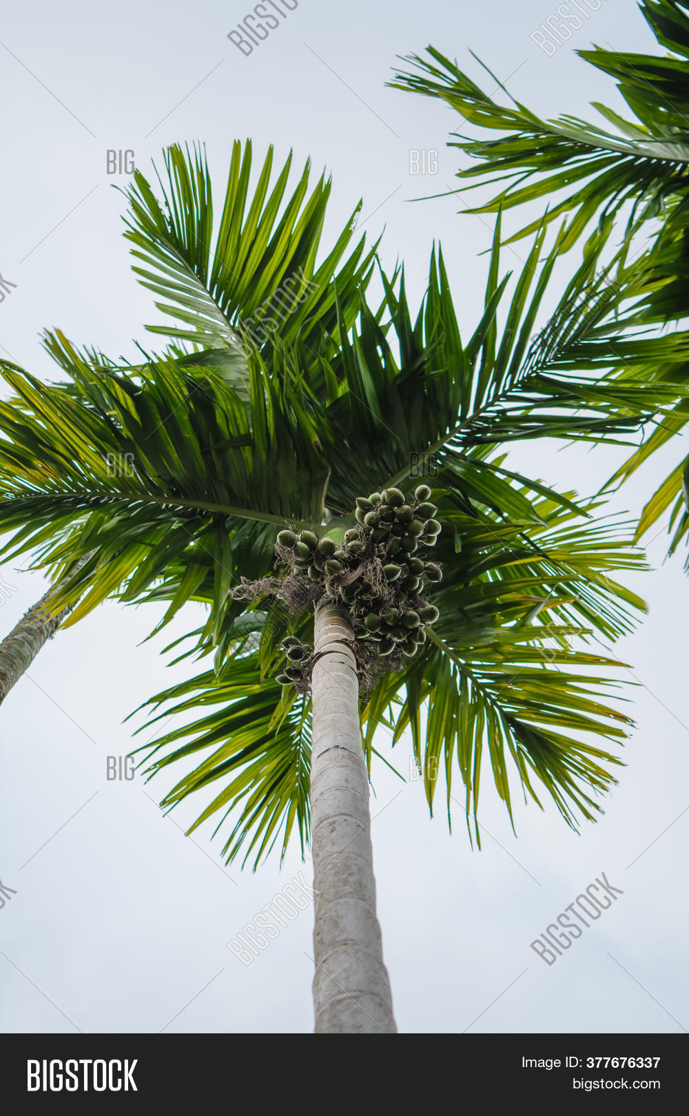 Betelnut Trees Assam, Image & Photo (Free Trial) | Bigstock