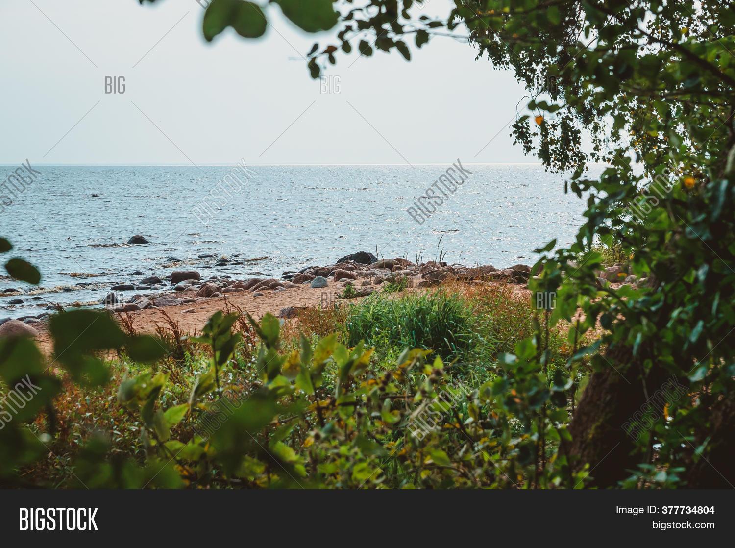 View Forest Sea Beach Image & Photo (Free Trial) | Bigstock