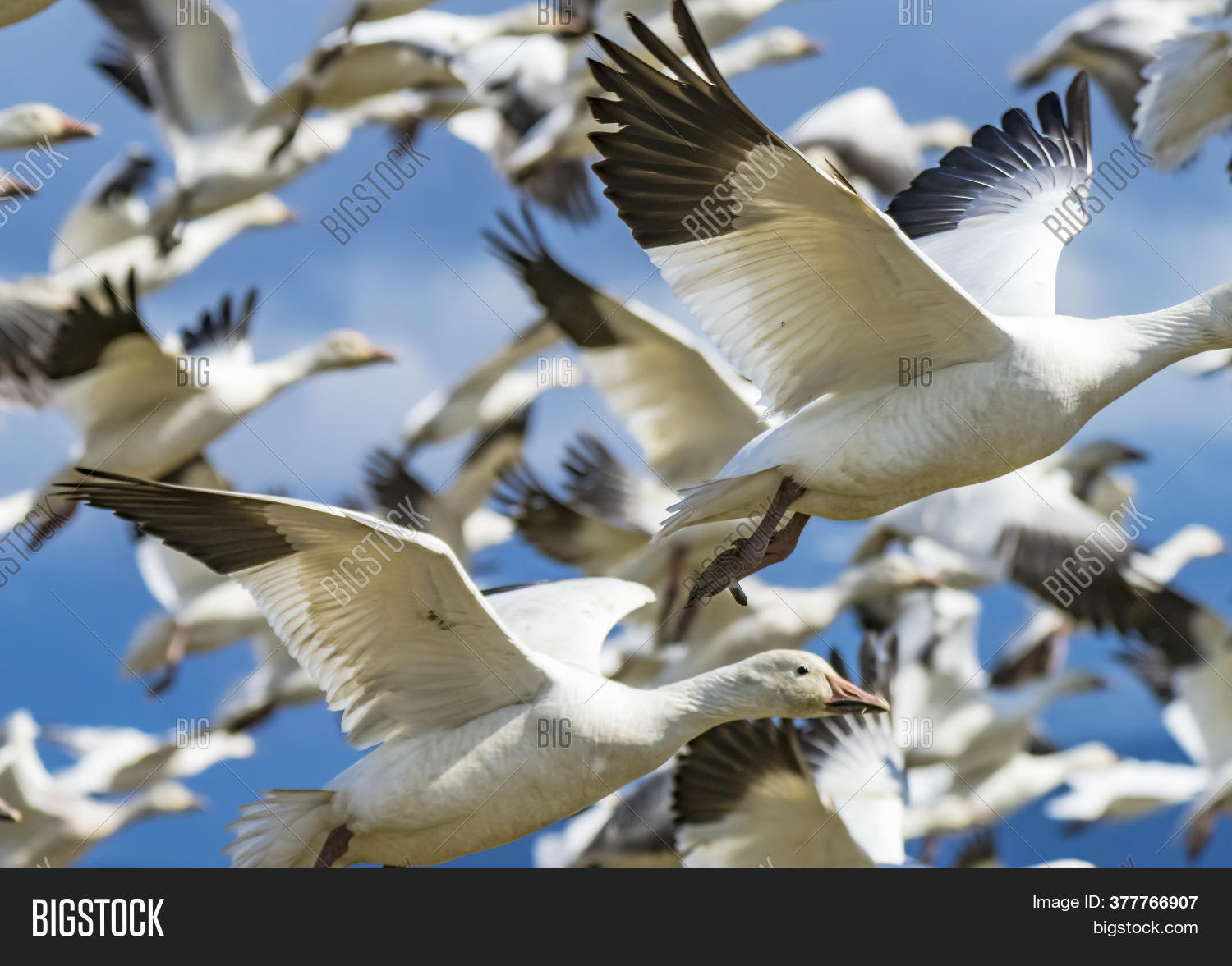 Snow Geese Flying Image & Photo (Free Trial) | Bigstock