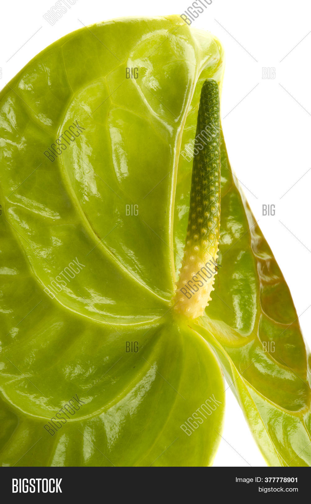 Green Anthurium Flower Image & Photo (Free Trial) | Bigstock