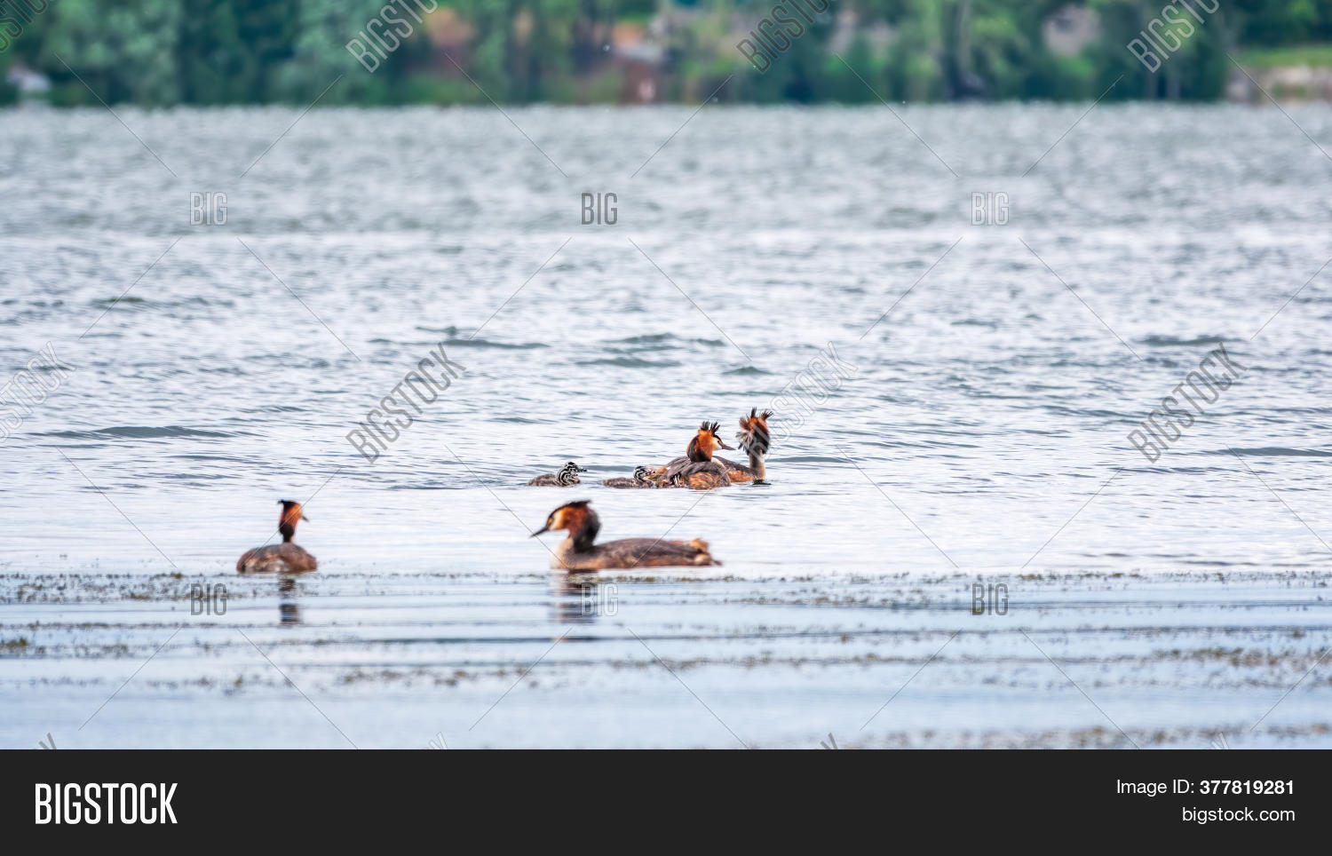 Two Pairs Waterfowl, Image & Photo (Free Trial) | Bigstock