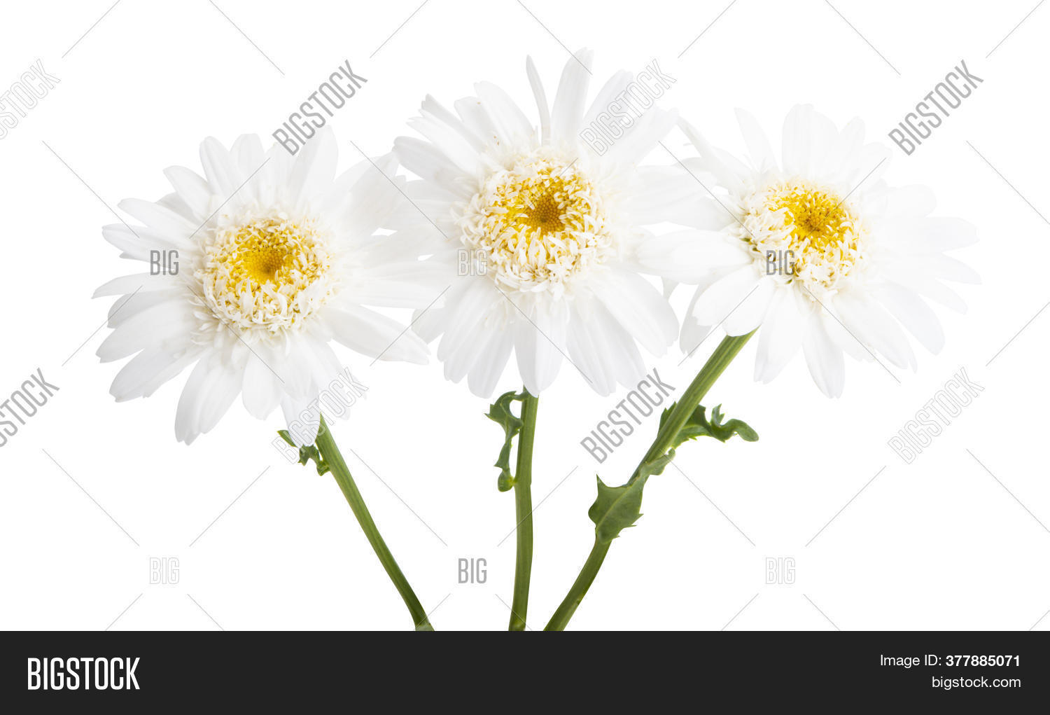 Beautiful Daisy Flower Image & Photo (Free Trial) | Bigstock
