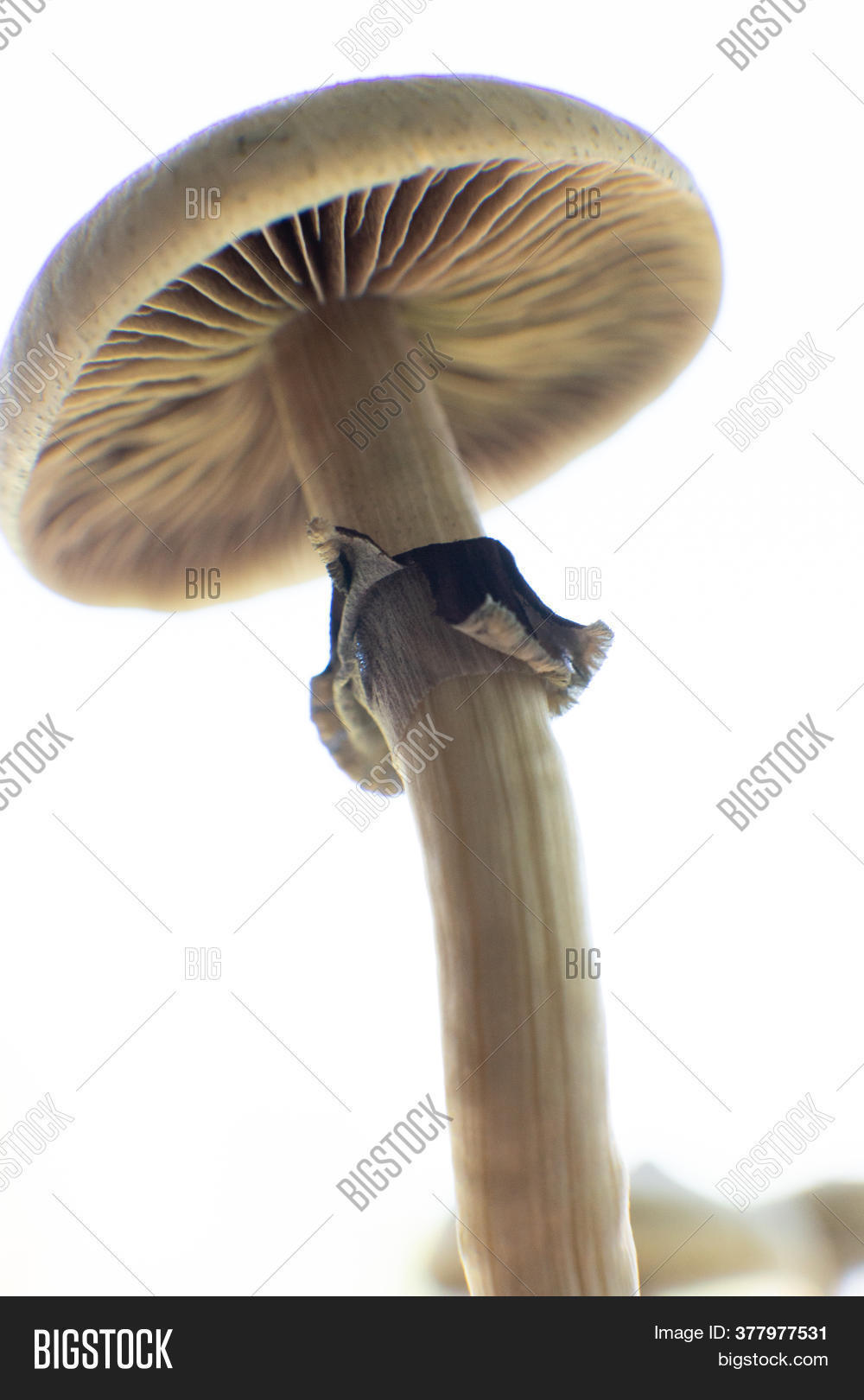 Growing Albino Strain Image & Photo (Free Trial) | Bigstock