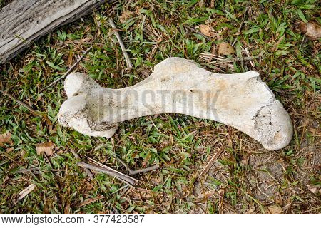 Bone Elephant On Image & Photo (Free Trial) | Bigstock
