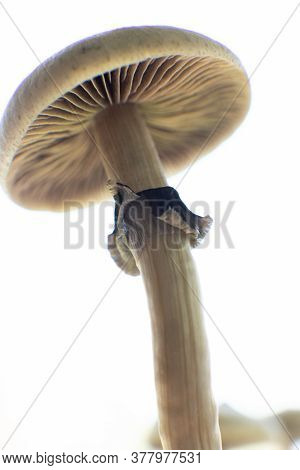 Growing Albino Strain Image & Photo (Free Trial) | Bigstock