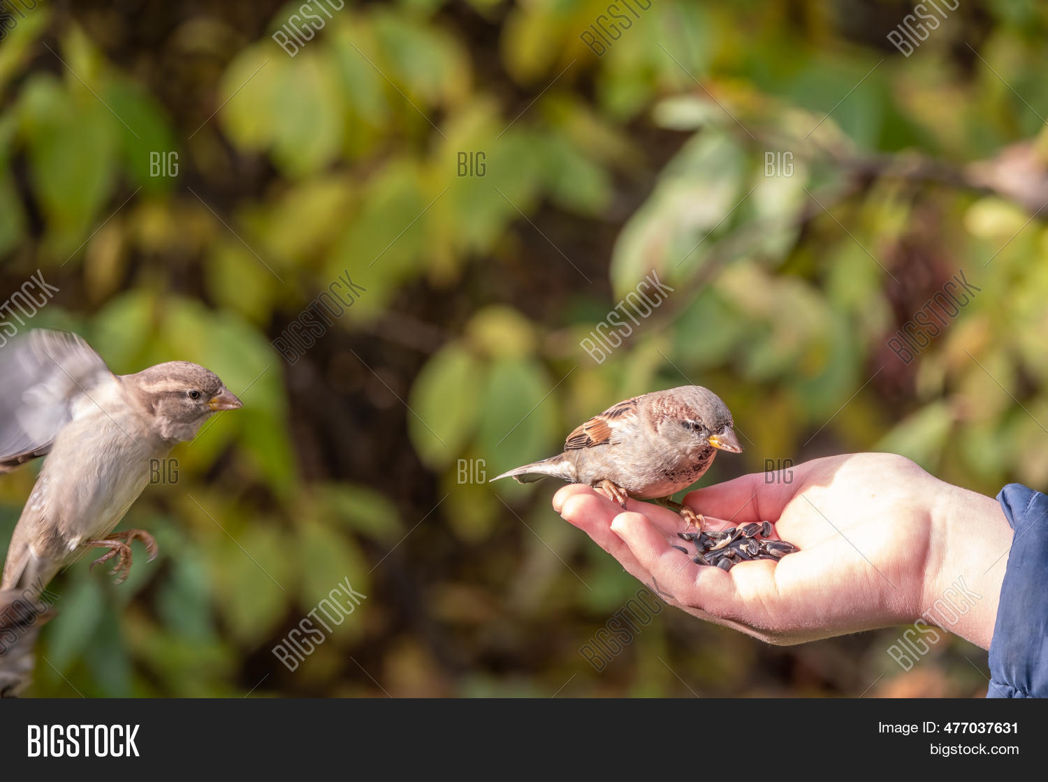Hand Feeding With Sparrows