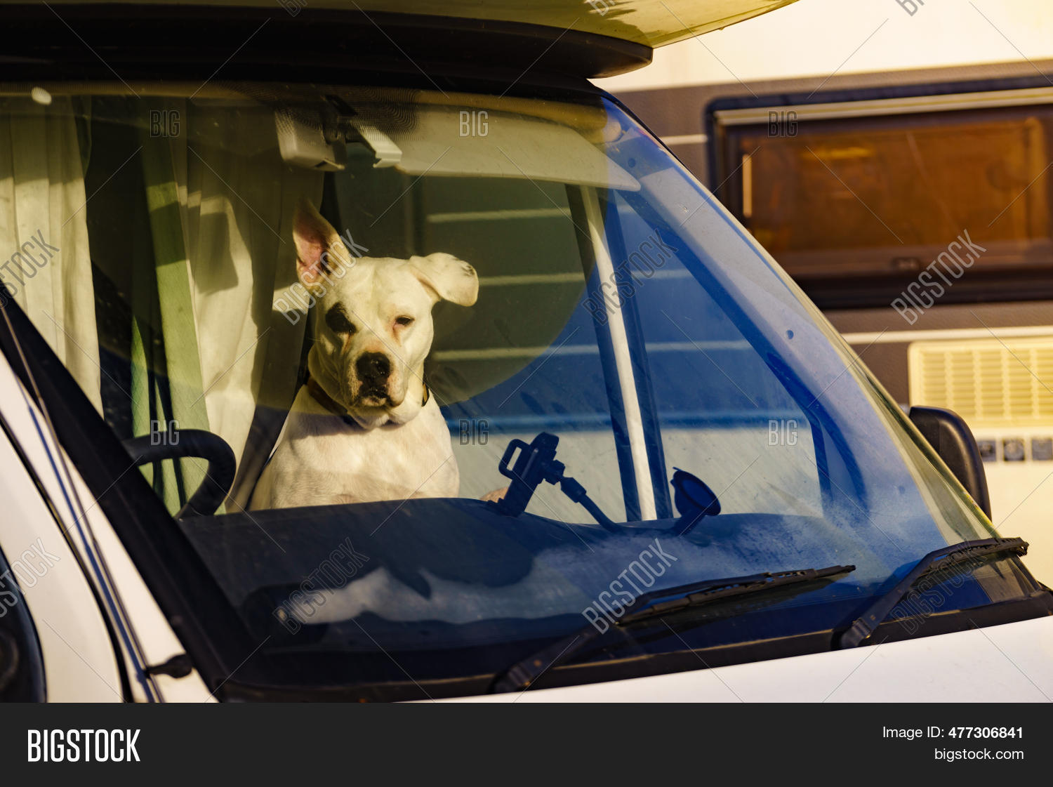 Dog Rv Camper Car Image & Photo (Free Trial) | Bigstock