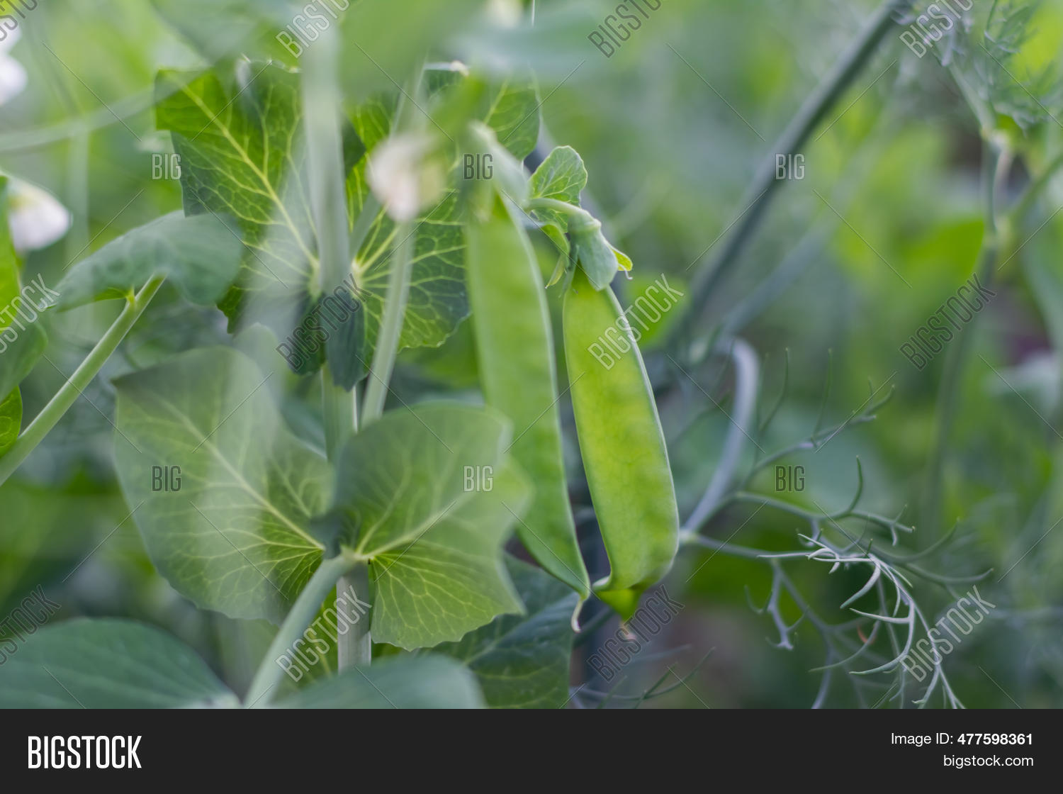Young Pea Plant Pods Image & Photo (Free Trial) | Bigstock