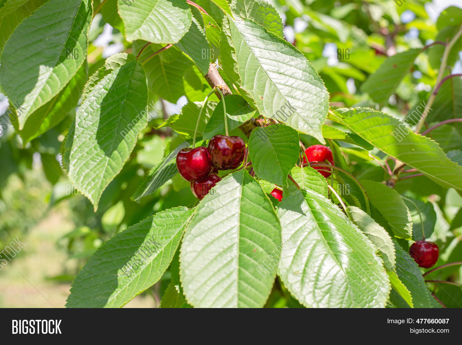 Ripe Red Cherry Grows Image & Photo (Free Trial) | Bigstock