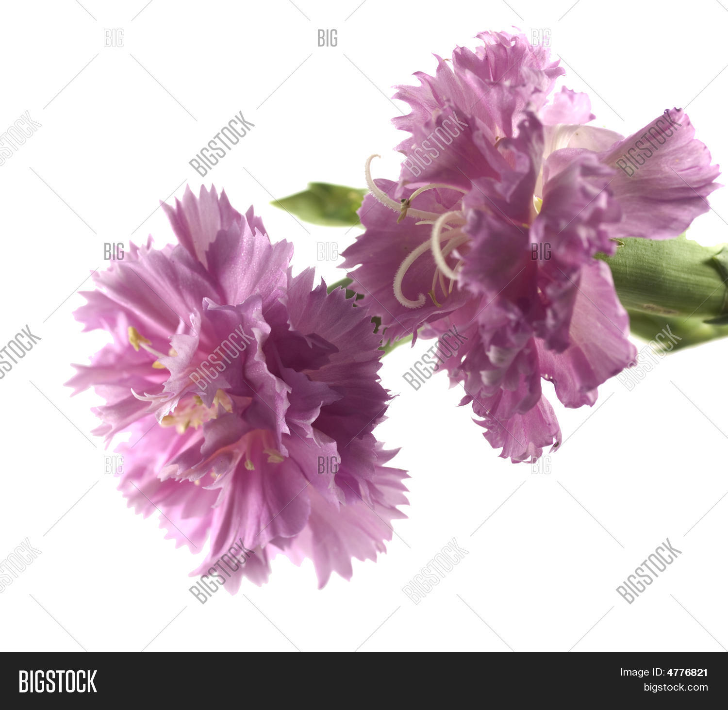 Purple Carnation Image & Photo (Free Trial) | Bigstock