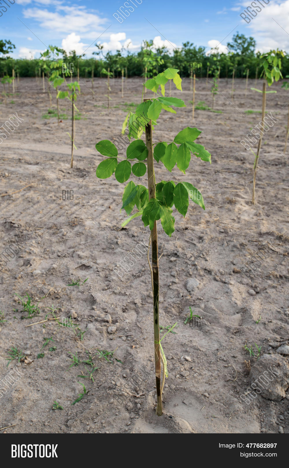 Newly Planted Trees Image & Photo (Free Trial) | Bigstock