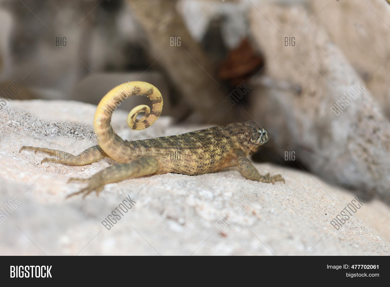 Spotted Lizard Curled Image & Photo (Free Trial) | Bigstock