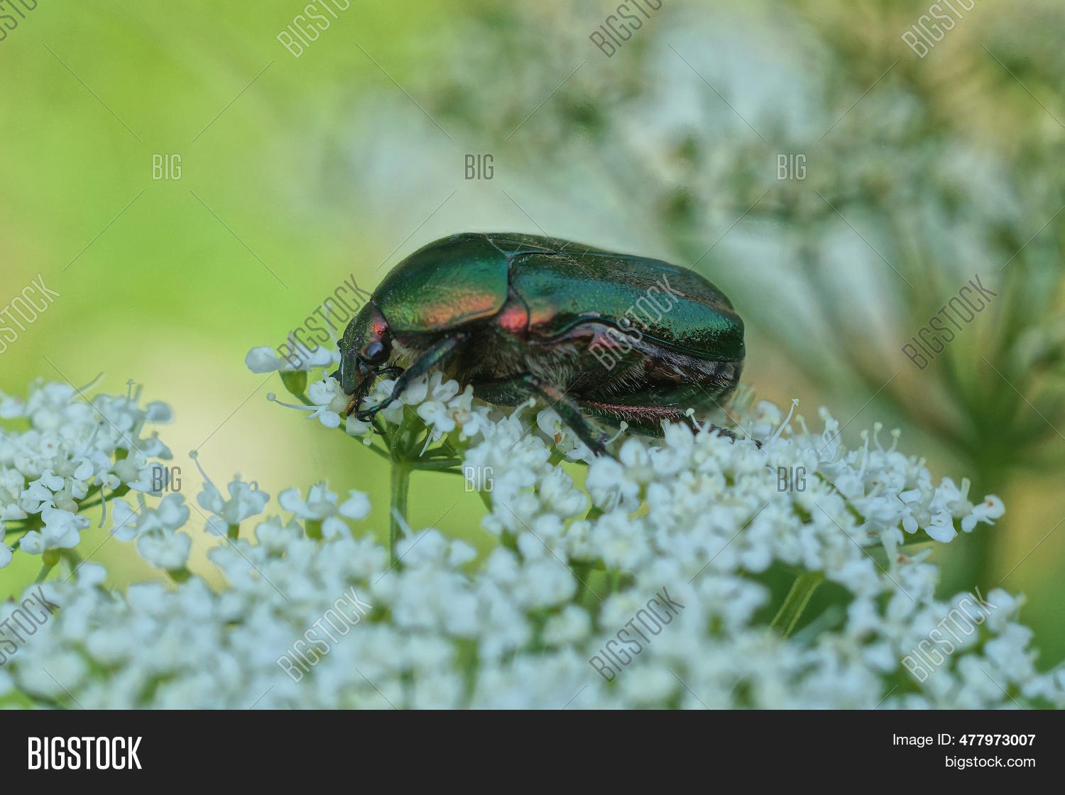 One Big Green Bug Image & Photo (Free Trial) | Bigstock