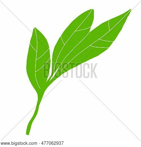 Doodle Leaf 矢量图和照片（免费试用） | Bigstock