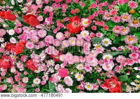 Flowers Top View Images, Illustrations & Vectors (Free) - Bigstock