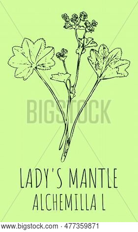 Vector Drawing Lady's Vector & Photo (Free Trial) | Bigstock